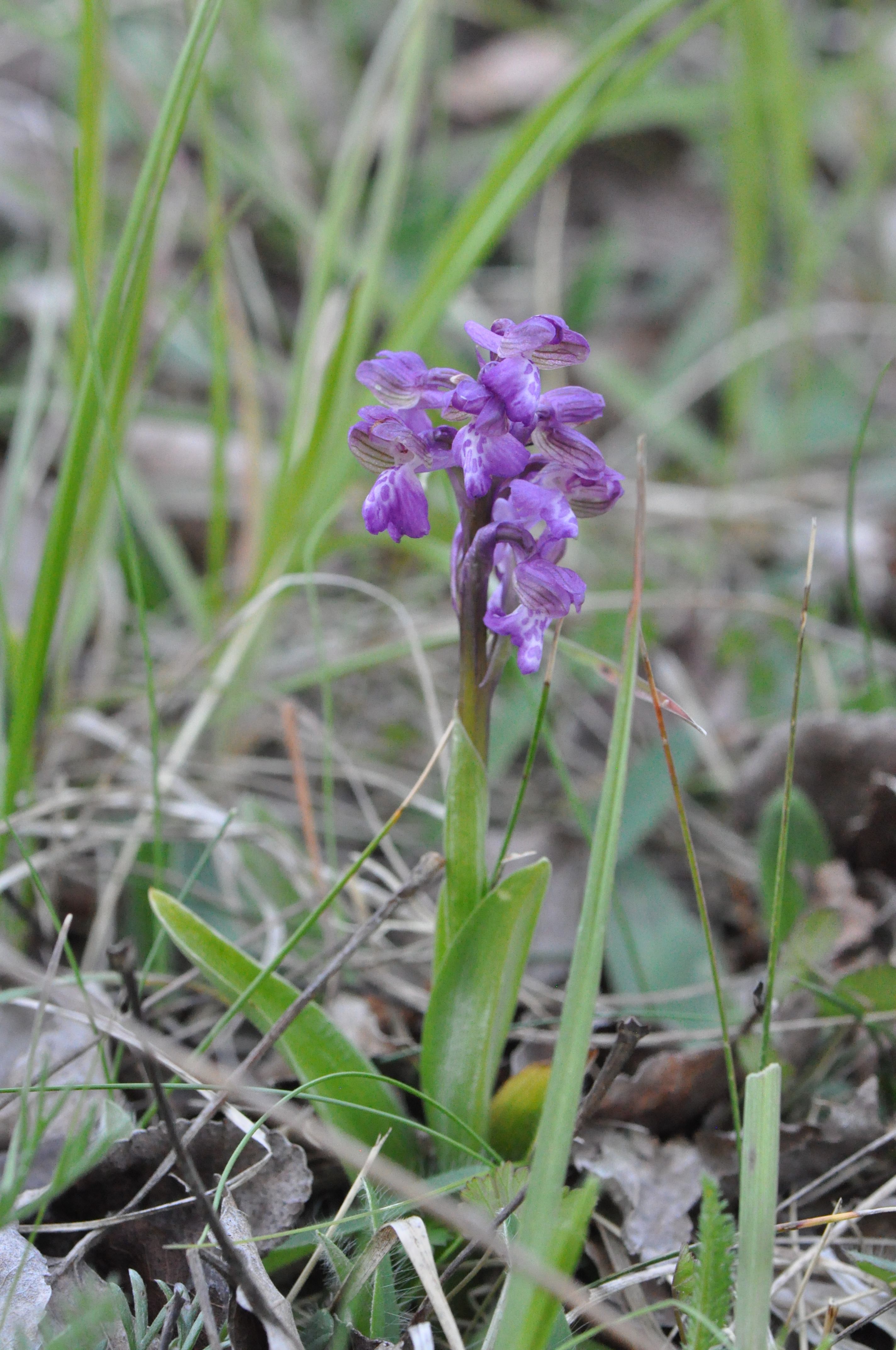 Orchis morio L.